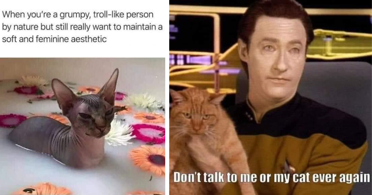 35 Fiery Feline Funnies in the Form of Ferociously Feisty Memes to Warm the Hooman Heart - I Can ...