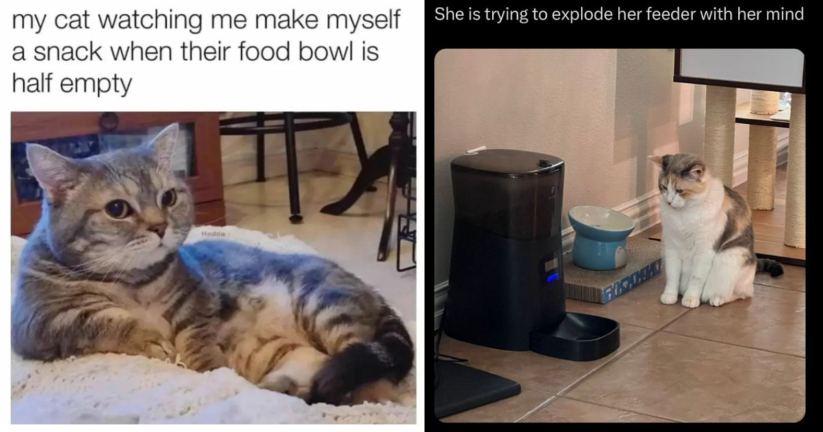 27 Foodie Feline Memes to Satiate Your Meownstrous Midweek Hunger for ...