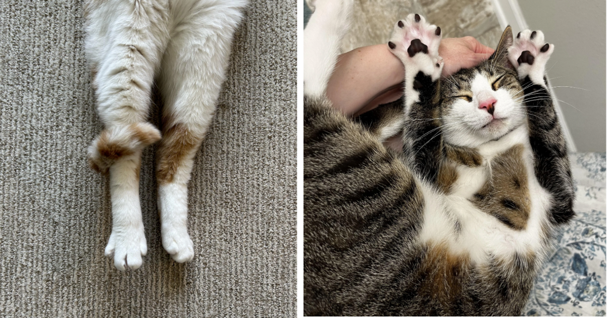 25 Pawdorable Posts of Purrfect Paws For Crazy Cat Ladies That Can't ...
