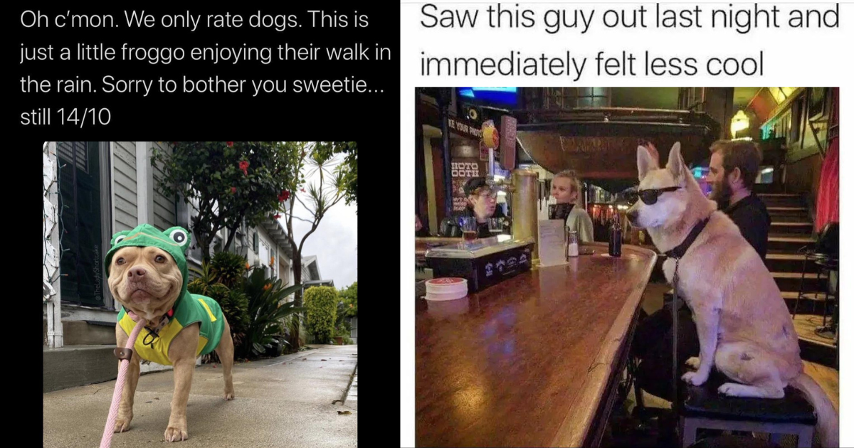 38 Midweek Mutt Memes for Lifting Up Real Ruff Moods of Destroyed Doggo ...