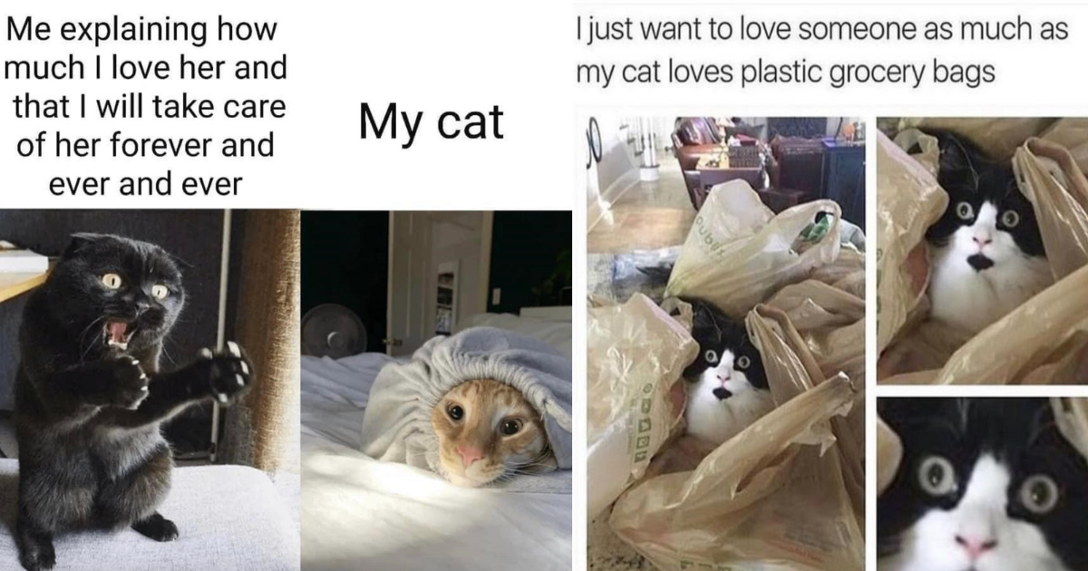 36 Cat Memes That Capture Cat Ownership in a Nutshell - I Can Has ...