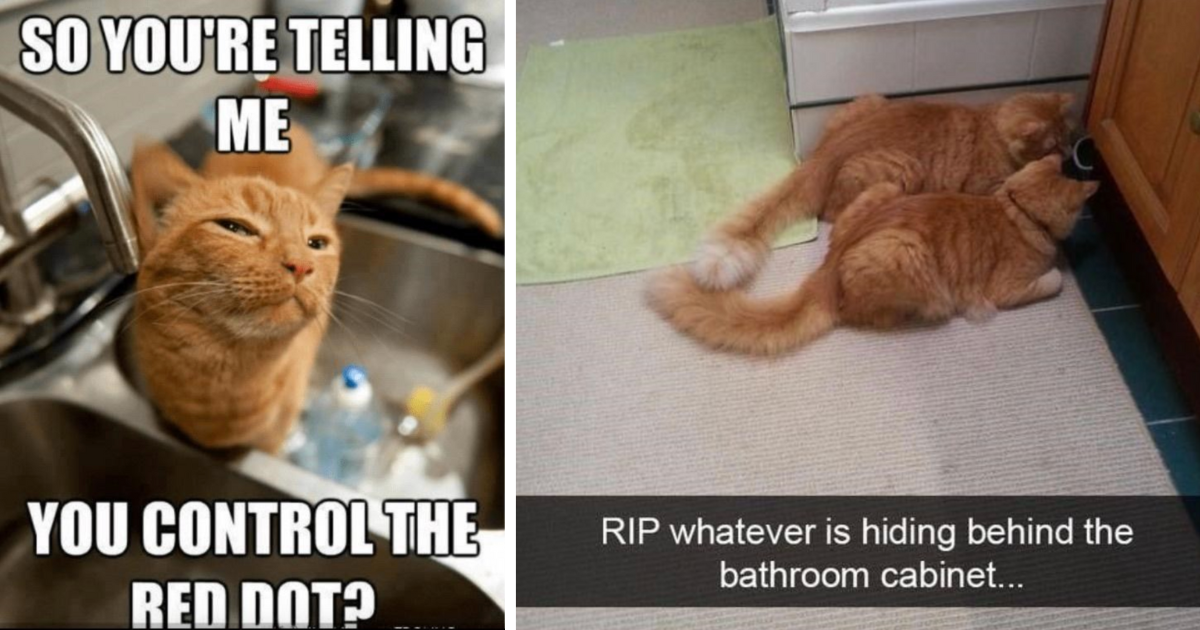 30 Orange Cat Memes Filled with One Brain Cell Shenanigans - I Can Has ...