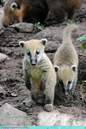 Daily Squee - Cute Animals - Cute Baby Animals - Cute Animal Pictures ...