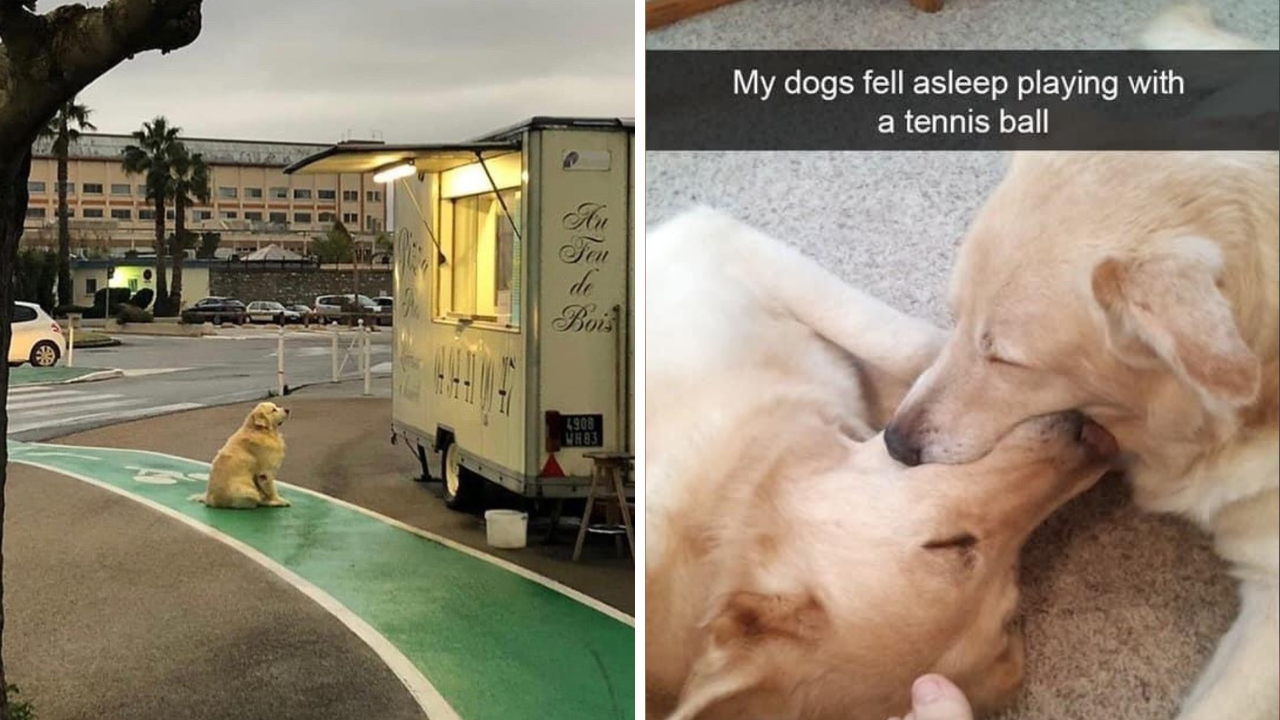 41 Doggo Memes and Posts to Help Your Four-Legged Best Friend Find the ...
