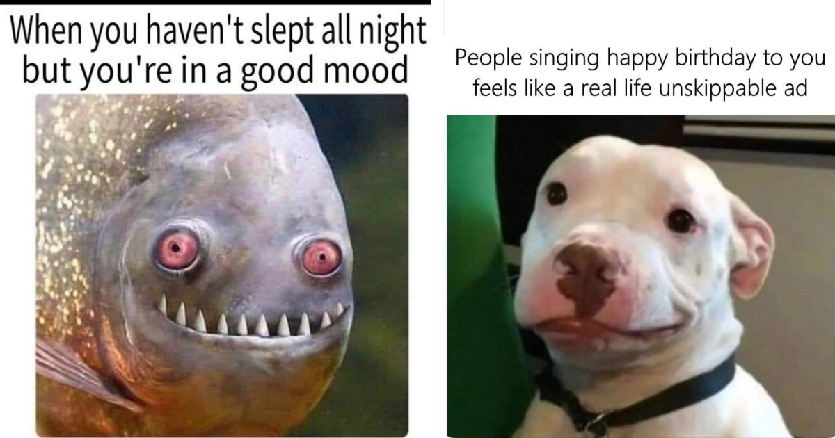 22 Hilarious Animal Memes for Introverts in Need of Emotional Support ...