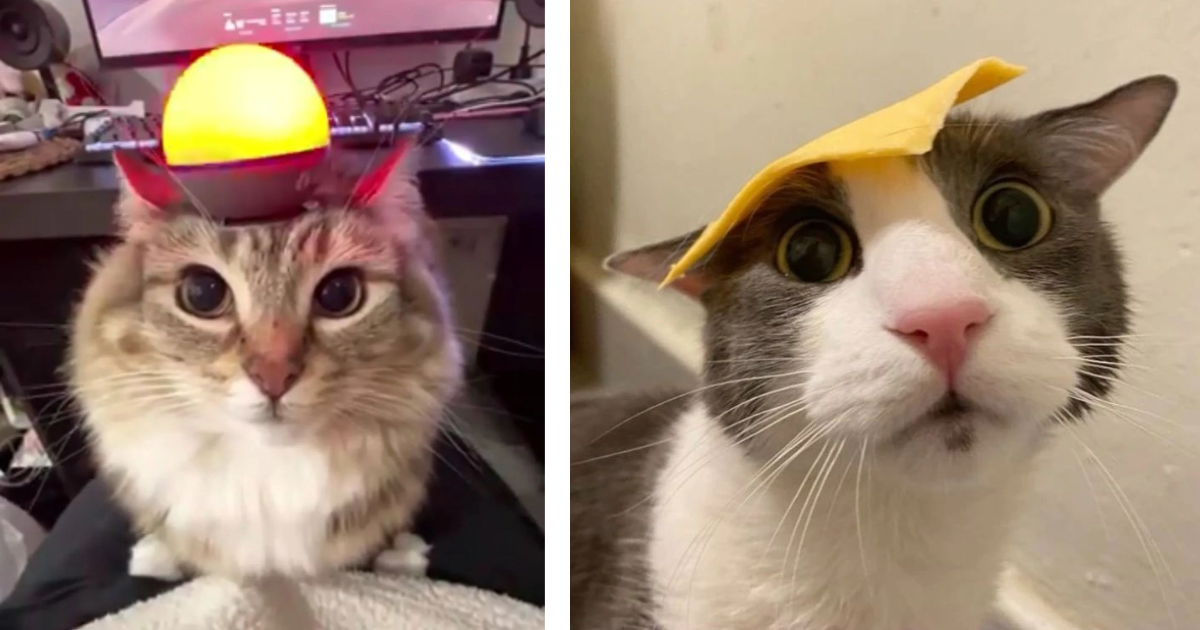 23 Uncontrollable Cat Pictures for Office-Bound Humans Who Feel Like ...