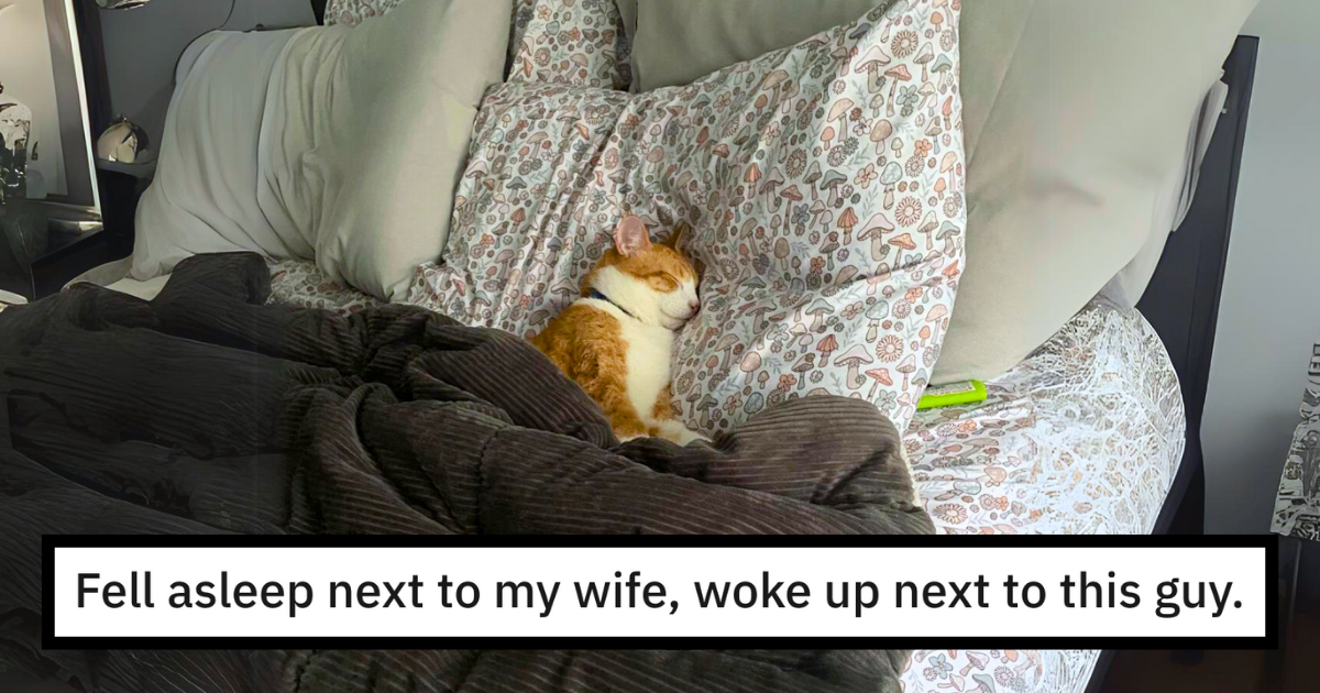 'My wife turned into a cat!': Husband and Wife Go to Bed Together, He ...