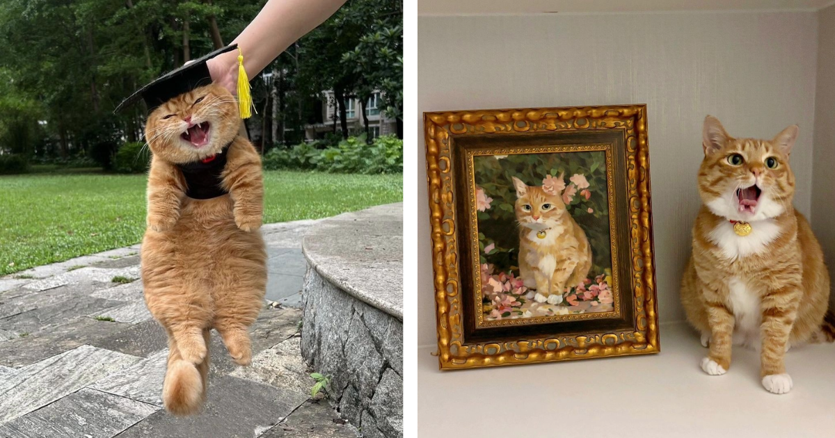 23 Purrfectly Pawdorable Cat Child Pictures for Proud Pawrents Who ...