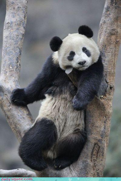 Lazy Panda Gif