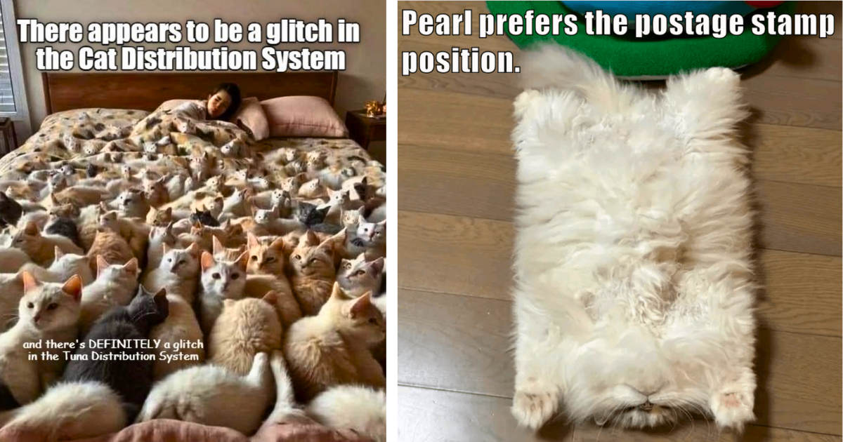 Top 20 Cat Memes of The Week - Cheezburger Users Edition #355 - I Can ...