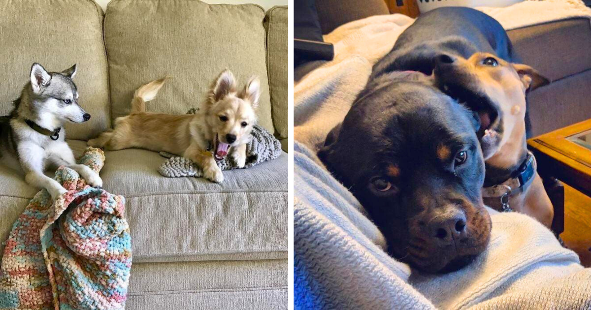 32 Howlarious Doggos Having a Ruff Time After Finding Out Their New ...