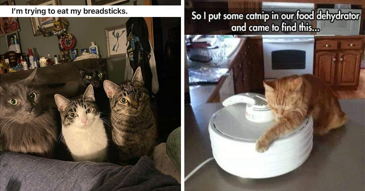 24 Chilly and Refreshing Caturday Cat Memes to Softly Soothe Your ...