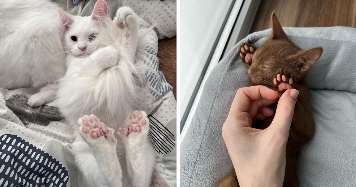 20 Purrfectly Plushy Cat Paws for a Pawsitively Peachy Mid-Summer Treat - I Can Has Cheezburger?