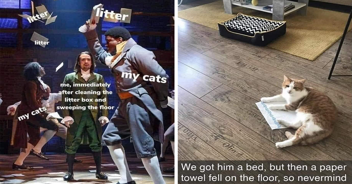 20 Cool Refreshing Cat Memes to Help You Chill Out on This Hot Summer ...