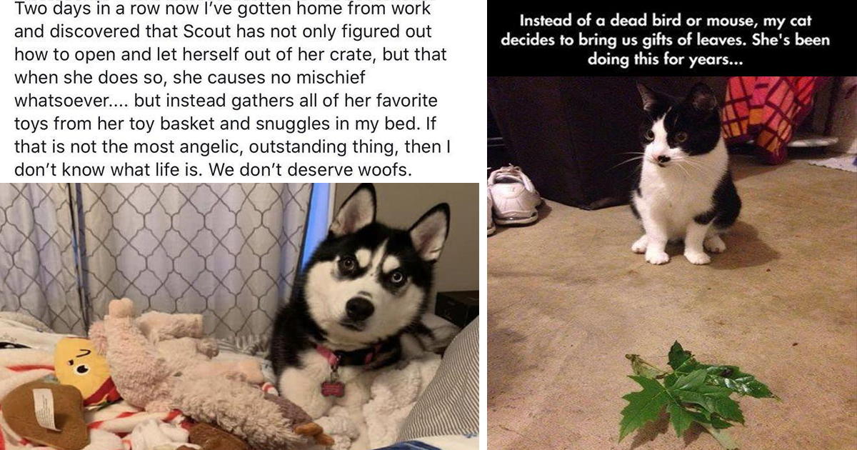 27 Awwdorably Audacious Animal Memes for an Awesome Sunny Day - Animal ...