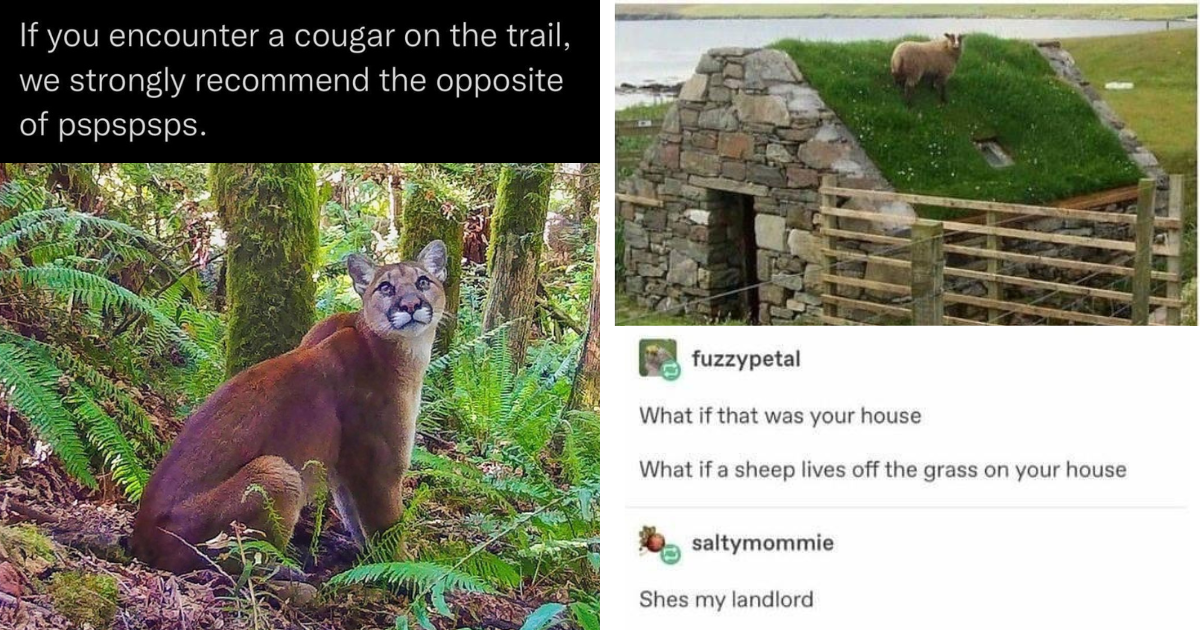 28 Wild Animal Posts That Survived the Crowdstrike Outage By Being ...