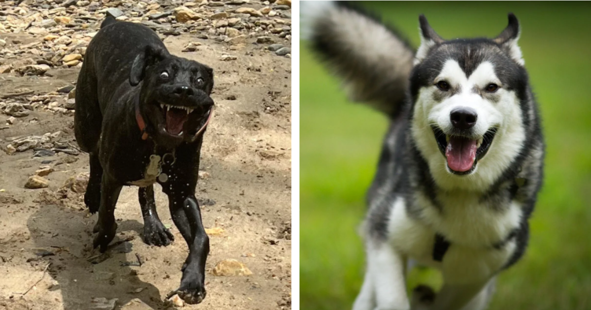 28 Dashing Derpy Doggos Darting Towards Their Hoomans Looking ...