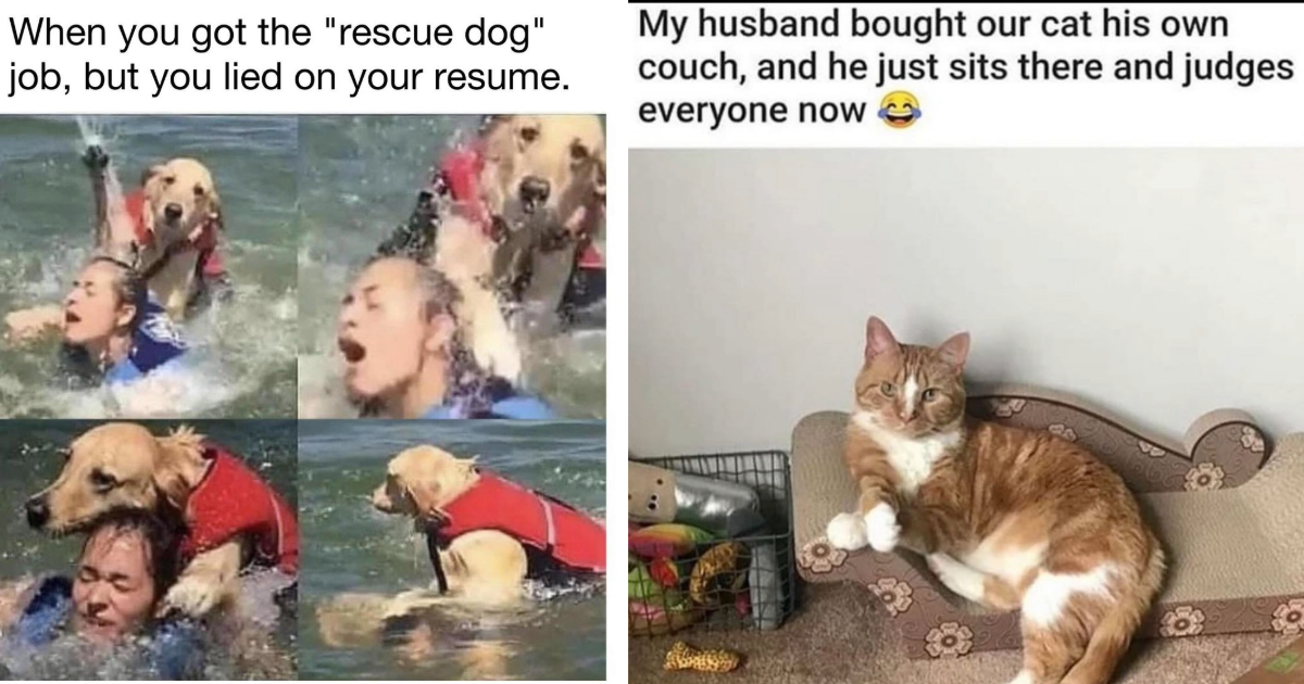 24 Wacky Weekend Animal Memes for an Unruly Break from Work - Animal Comedy - Animal Comedy ...