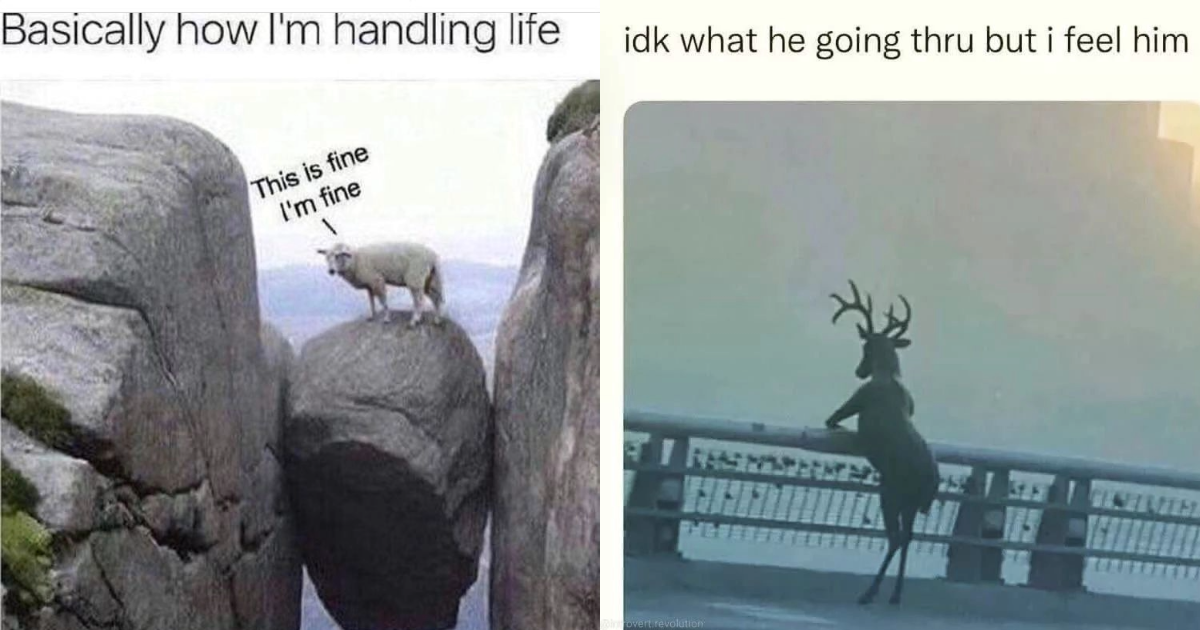 24 Awkward Memes of Animals Handling Hooman Introvert Problems Better ...