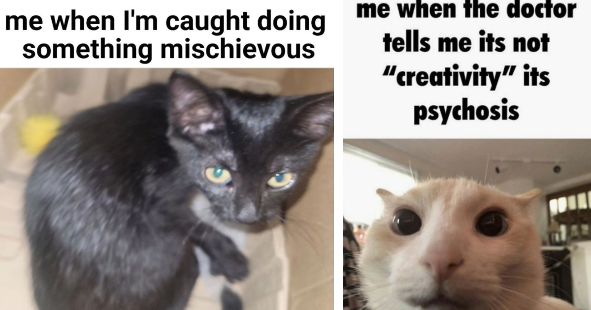 22 Feisty Feline Funnies for Hoomans Who Need to Vent Their Lingering Work Week Frustration - I ...