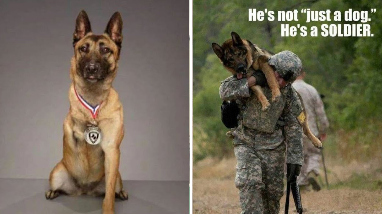 25 Working Woofs That Prove They Are the Unsung Heroes on a Dog Leash ...