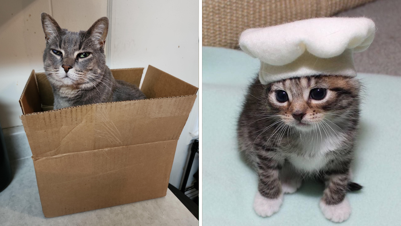 22 Cute Cat Pictures to Carry You Through This Chaotic Hump Day - I Can ...