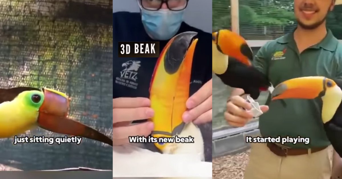 Troubled Toucan Has Its Beak Broken By Young Tourist and Gets Outcast ...