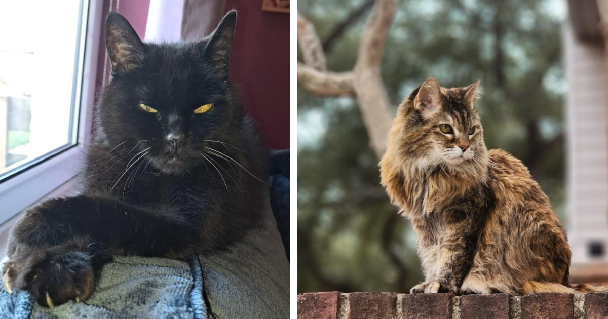 31 Endearing Elderly Cute Cats to Add a Spark of Senior Joy to ...