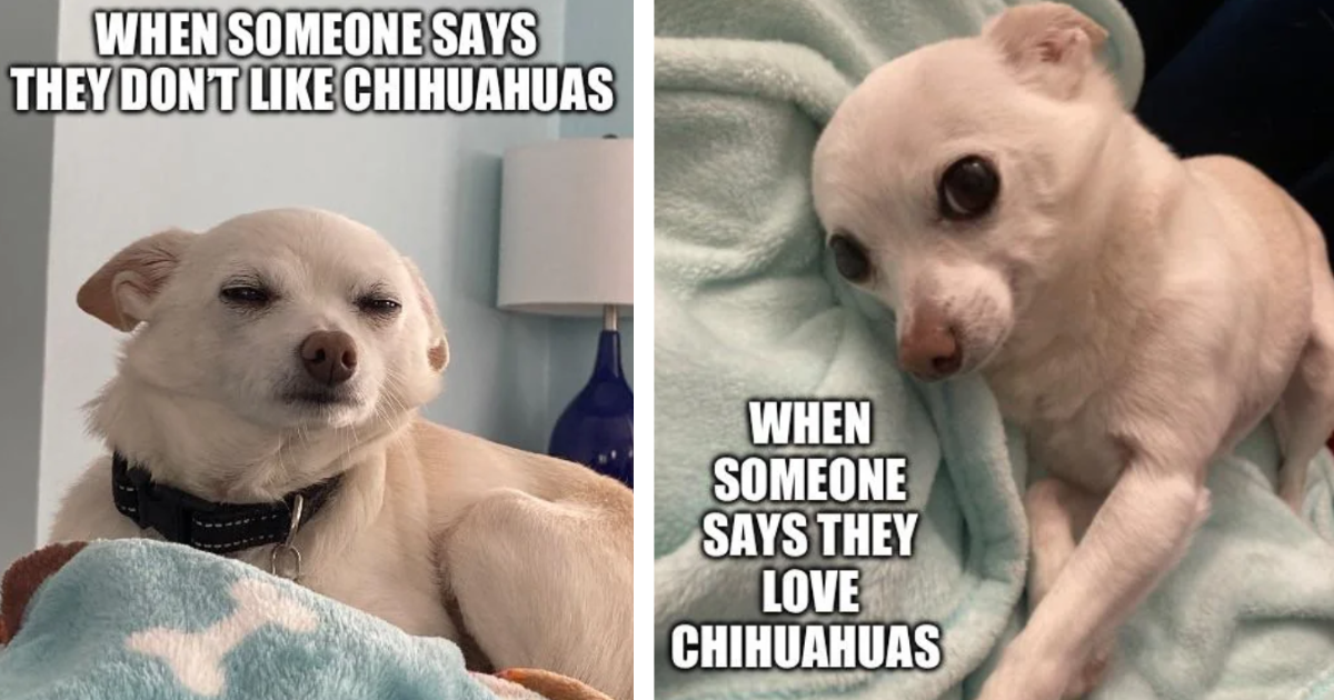 Cheezburger - chihuahua - I Can Has Cheezburger | Failblog | Memebase ...