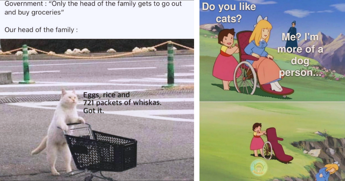 The 29 Best Cat Memes of the Week to Laugh Your Way Through a ...