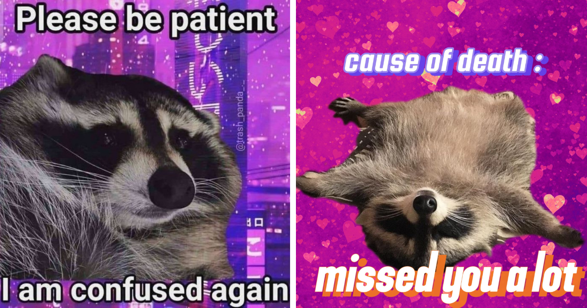 25 Relatable Raccoon Memes to Give You a Reason to Rise and Shine ...