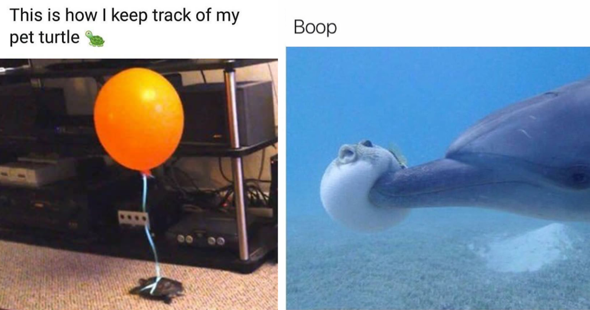 21 Adorable Animal Memes to to Kickstart the Weekend With a Wholesome ...