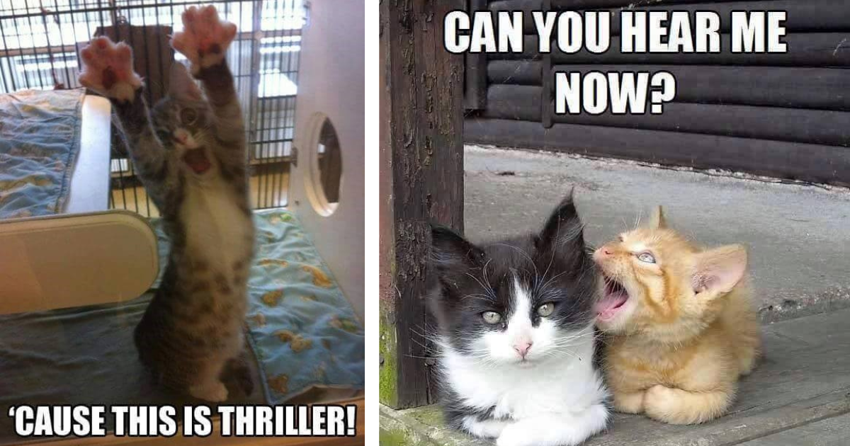 25 Hissterical Friday Fluffy Feline Memes for Your Wholesome Wicked ...