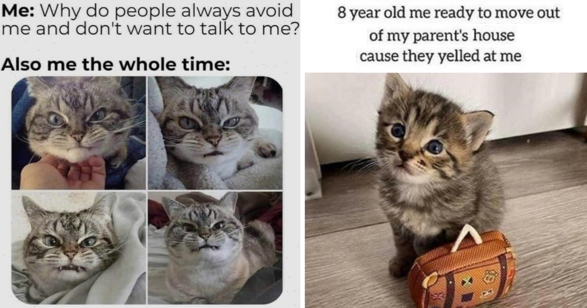 22 Meowgnificent Mischievous Memes to End the Work Week With a ...