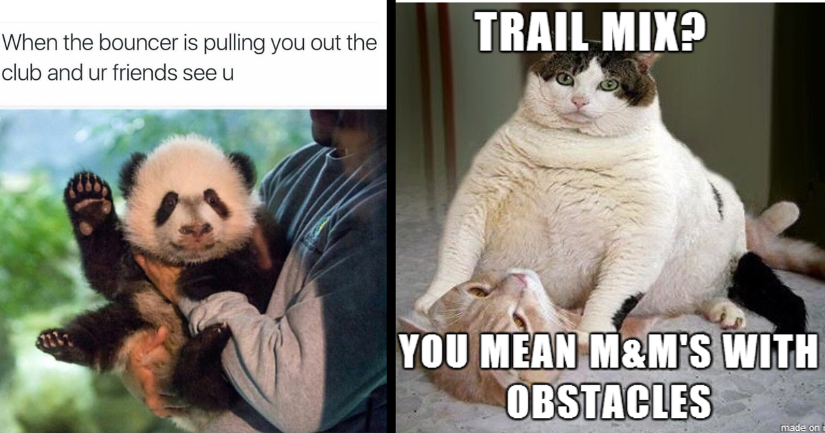 Cat Trail Mix Memes Cats And Metal | PURRS BROOTAL PURRS 🇧🇷