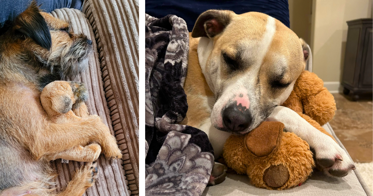 24 Canine Parents Dig Up Their Cutest Pictures of Their Awwdorable ...