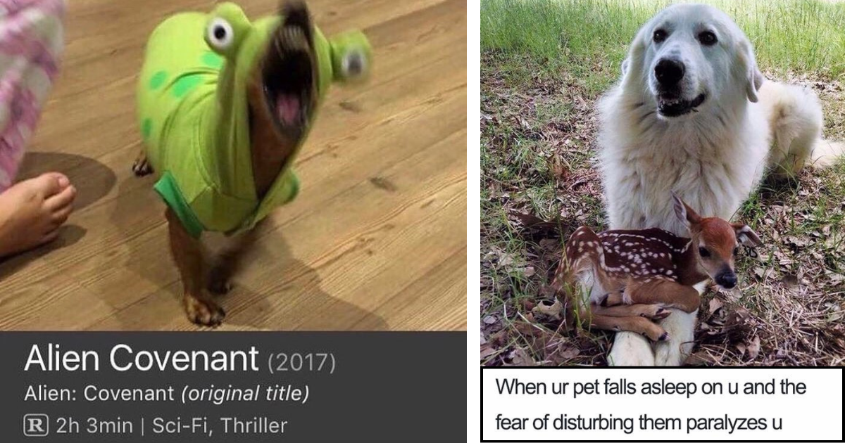 23 Dazzling Doggo Memes to Make Your Freaky Friday the Best Barking ...