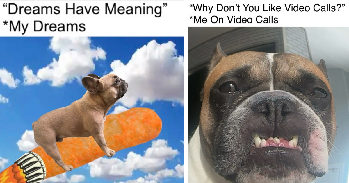21 Funny French Bulldog Memes for Fans of Scrunched-Up Fluffy Dog Faces ...