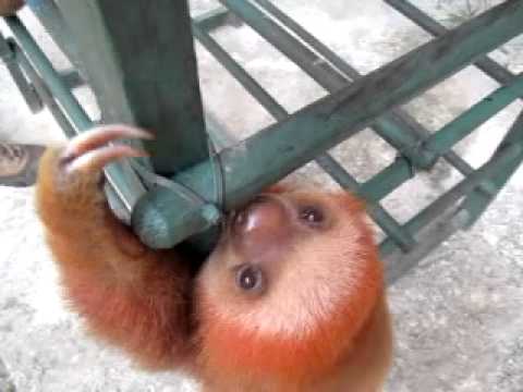 Animal Videos - sloth - Funny Animal Videos - Cheezburger