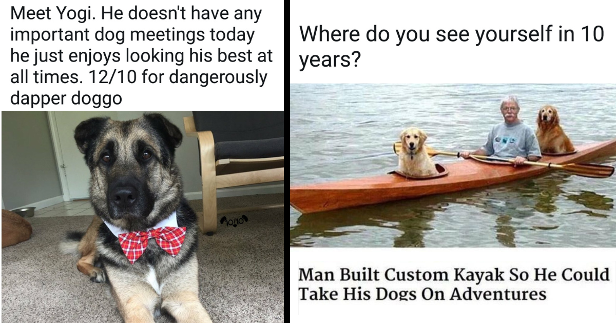 Dapper Dump of Doggo Memes To Decrease Your Daily Stress With Doggie ...