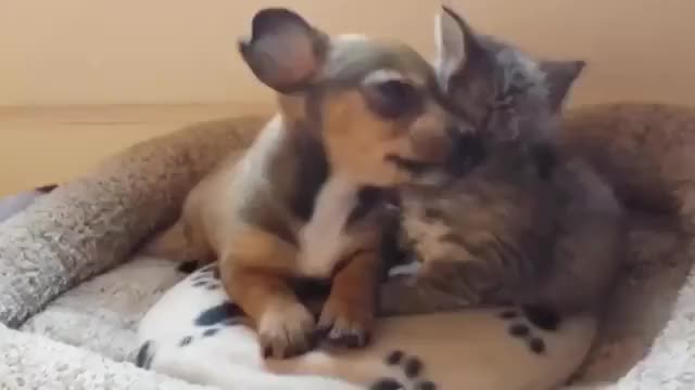 Snuggle Me Plz - Daily Squee - Cute Animals - Cute Baby Animals - Cute ...