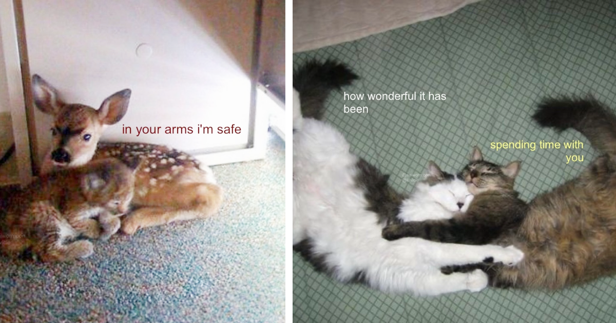 23 Comforting Animal Memes for Hoomans Having a Tough Week at Work ...