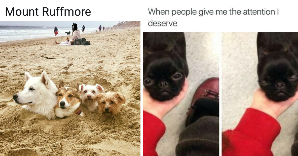 20 Real-Life Relatable Dog Memes You’ll Surely Recognize in Your ...