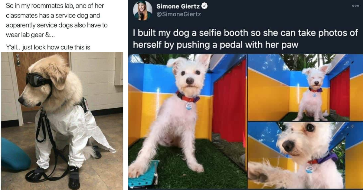 30 Wholesome Animal Memes to Bring a Heartwarming Welcome to the End of ...