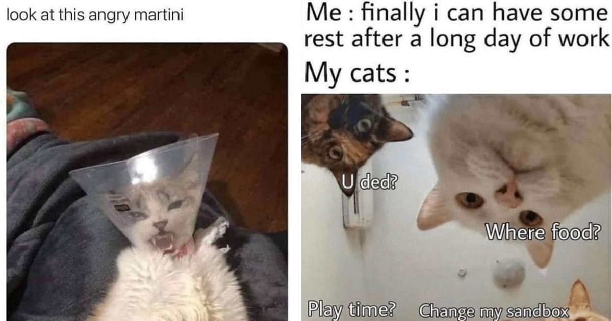 24 Fiercely Funny Feline Memes to Distract You From a Daunting Day - I ...