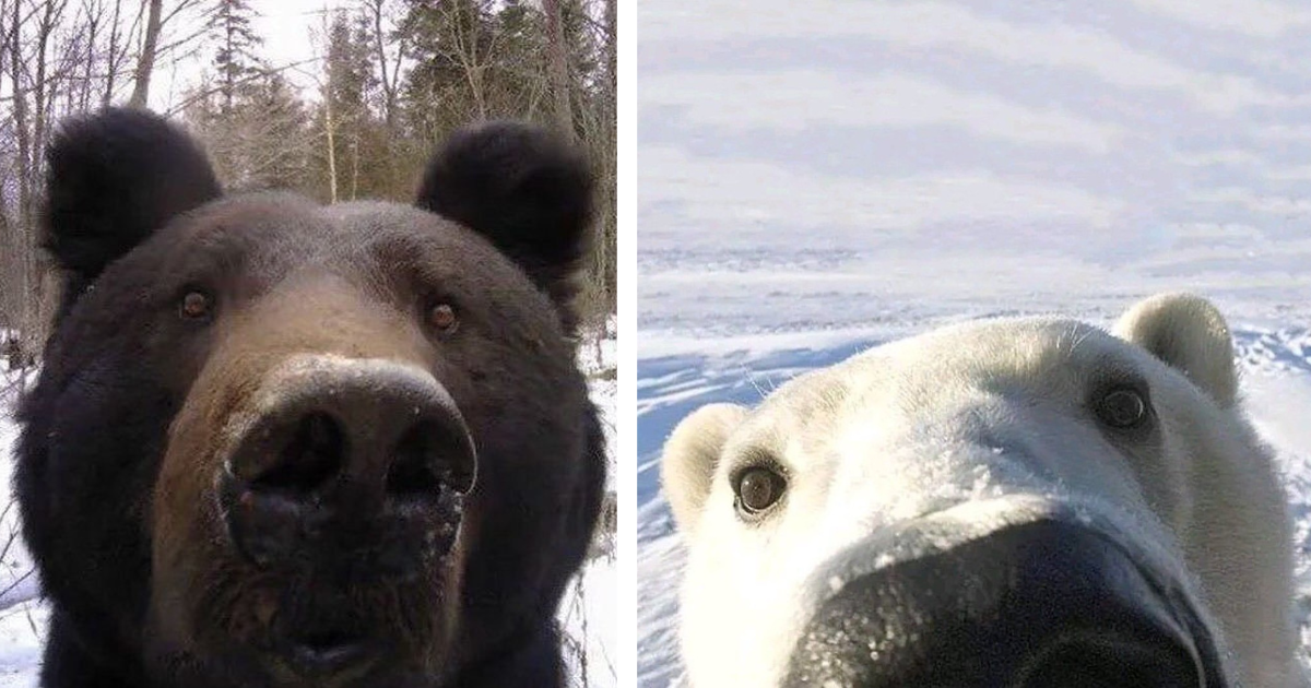 23 Boomer Bears Taking Selfies Like Your Unphotogenic Uncle Who is ...