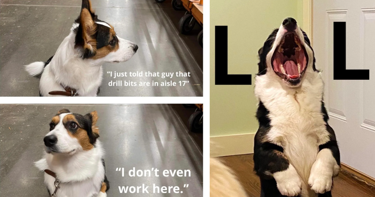 22 Coocoo Corgi Memes Making Your Saturday Extremely Crazy - Animal ...