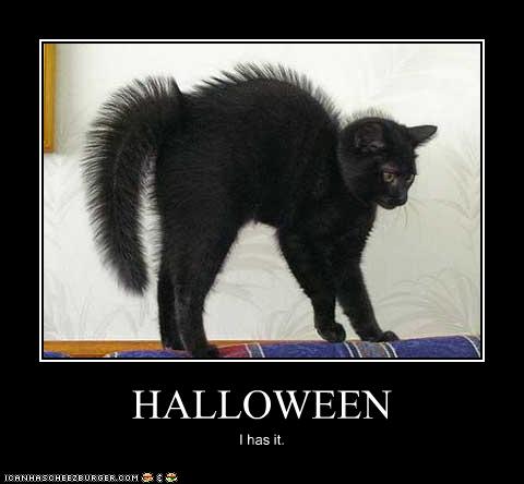 A Cat's Natural Halloween Costume - Lolcats - lol | cat memes | funny ...