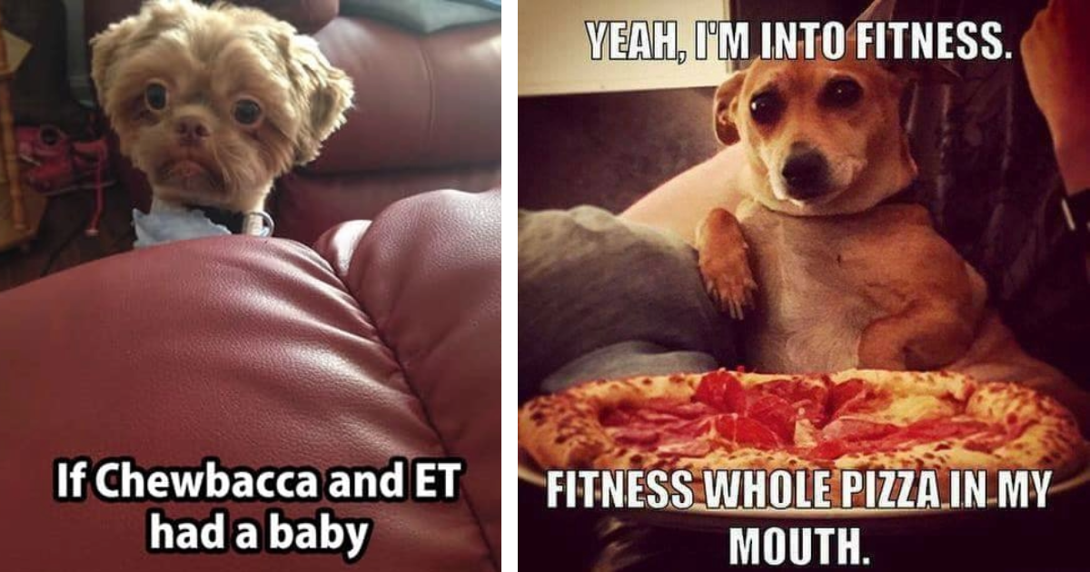 22 Hilarious Dog Memes to Put You in a Seriously Silly Sunday Mood ...