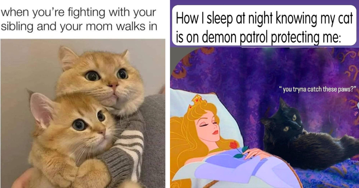 23 Fluffy Feline Memes to Make You Monday Morning More Magical and Less ...